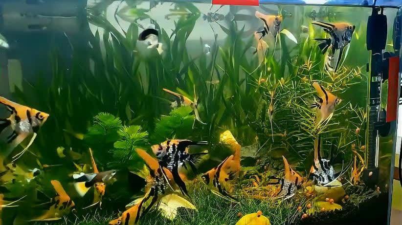 鱼缸硝化菌它的真正作用你知道吗,不要在误导养鱼新手朋友了