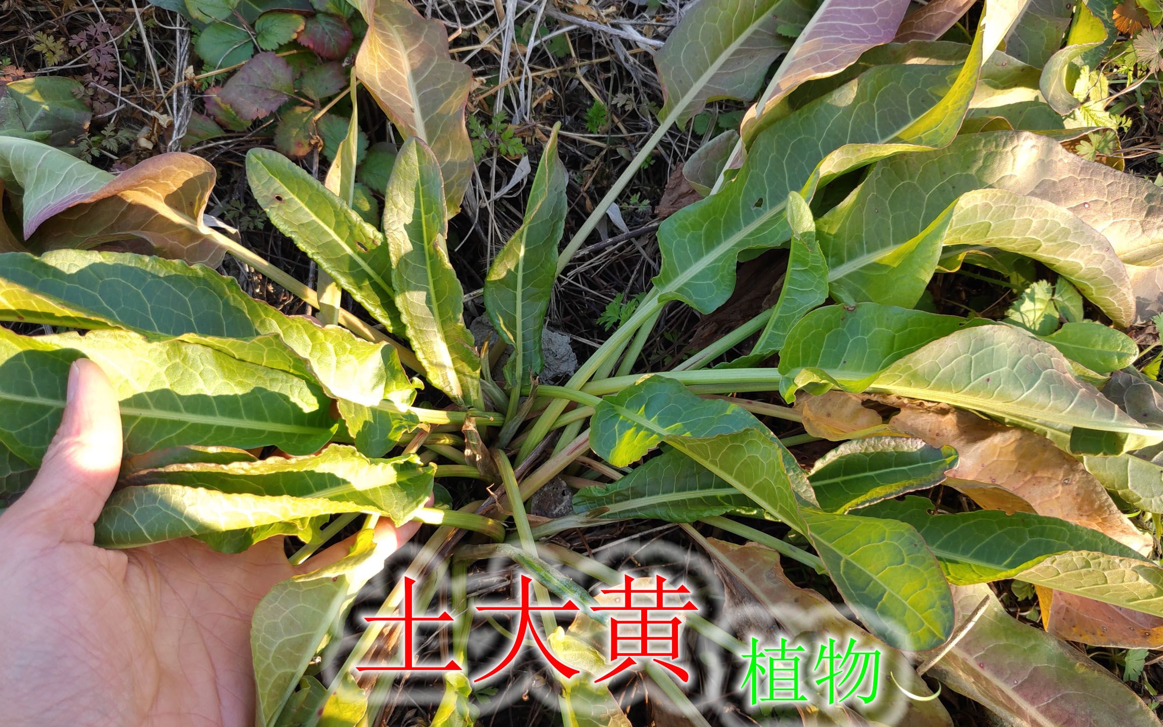 农村野生“土大黄”植物,一年四季常见,驱蚊杀虫的妙用了解吗