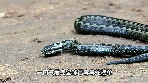 全球最毒毒蛇大揭秘,黑曼巴只排第七