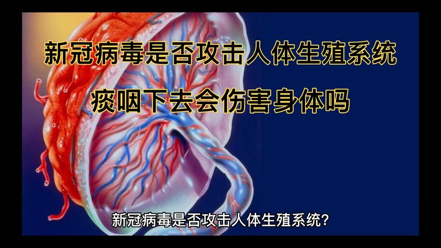新冠病毒是否攻击人体生殖系统?痰咽下去会伤害身体吗