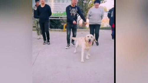 狗狗跳舞是什么样子的?看到他们跟主人的尬舞,感觉挺有舞蹈天赋的!