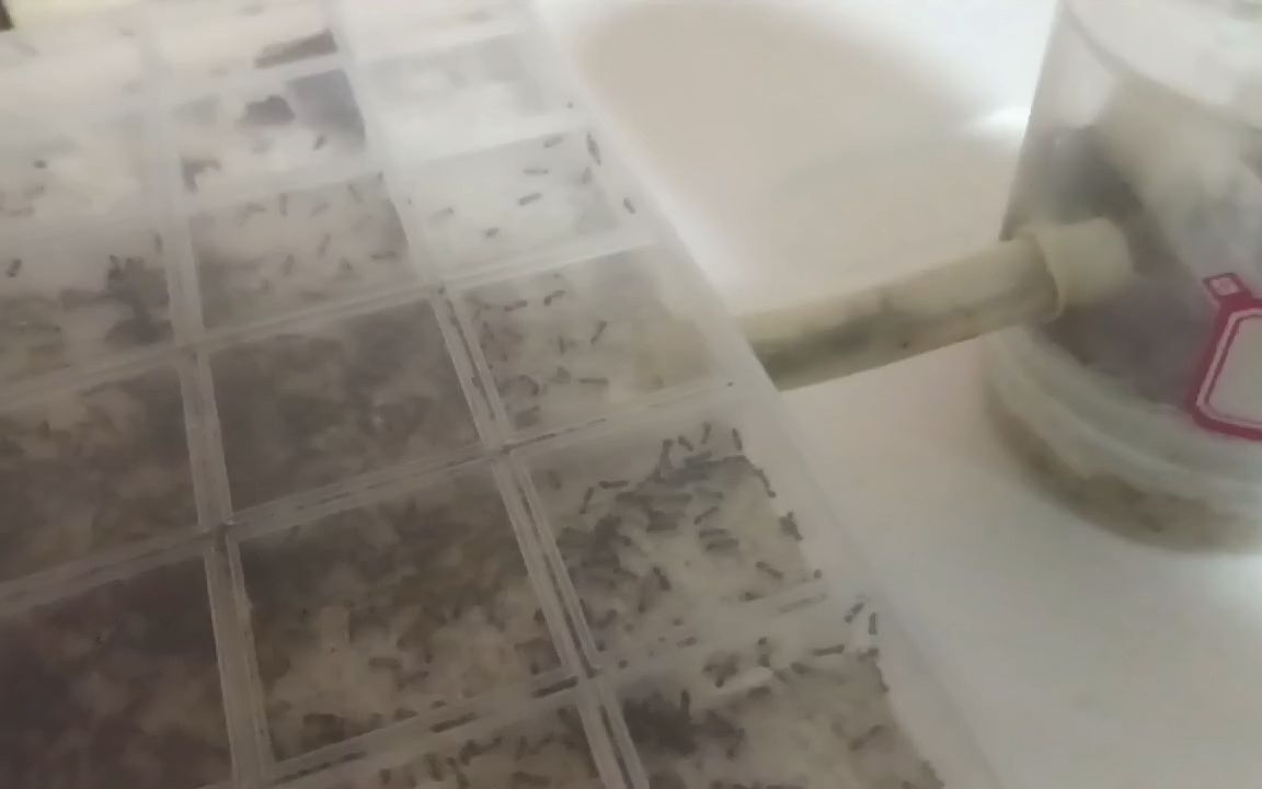 双骨隆铺道蚁2后的产量也很大 ,但是容易逃狱,推荐饲养,容易养活,便宜