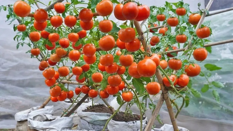 教你在家种植西红柿,从此不花钱买它