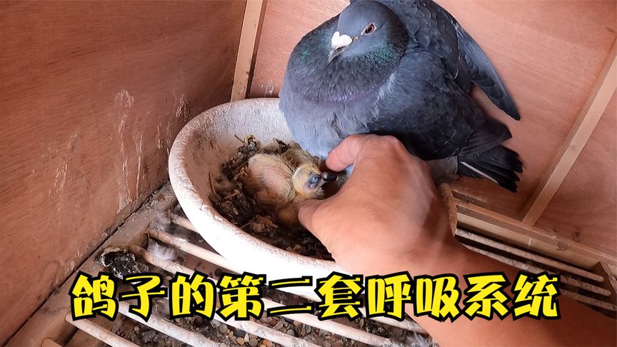 你知道鸽子有两套呼吸系统吗?分清气囊炎和嗉囊胀气,治疗很简单