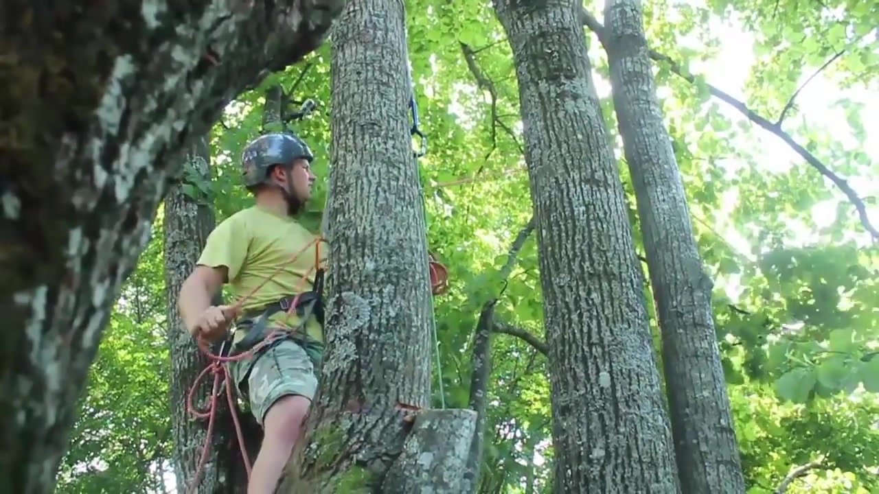 【外国熊孩子系列】如何在树上建立一个给力的树屋!
