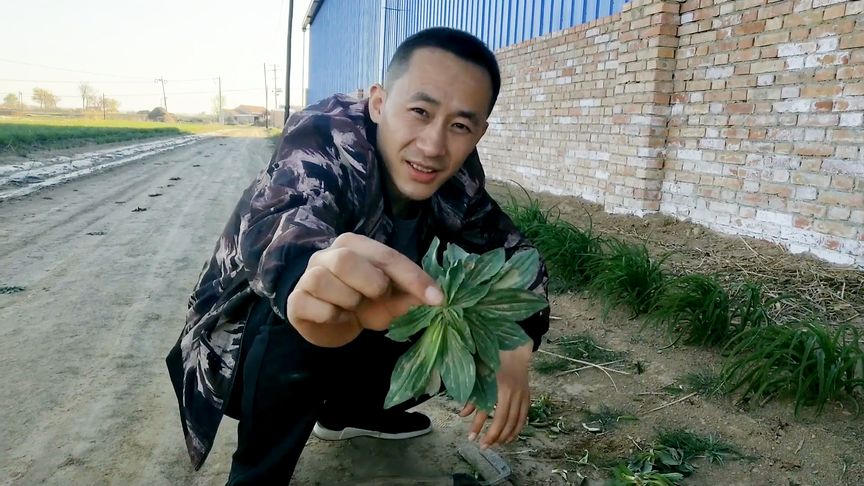 农村随处可见的草药,小时候拿来卖钱,你知道它们的功效吗