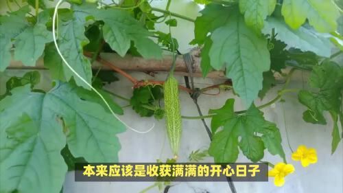 丝瓜苦瓜长蛆不用药!老农3招治虫法,瓜果健康又环保