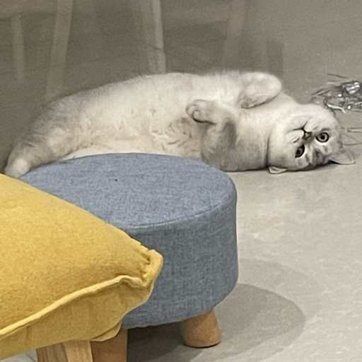 坦克是只猪咪 