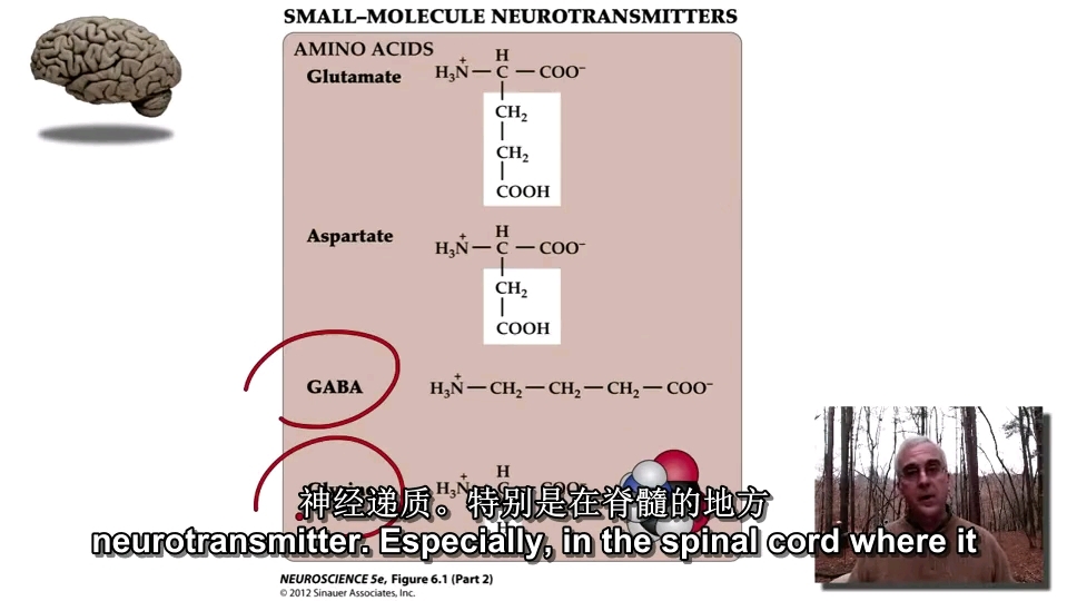 2-12 神经递质1(中文字幕)