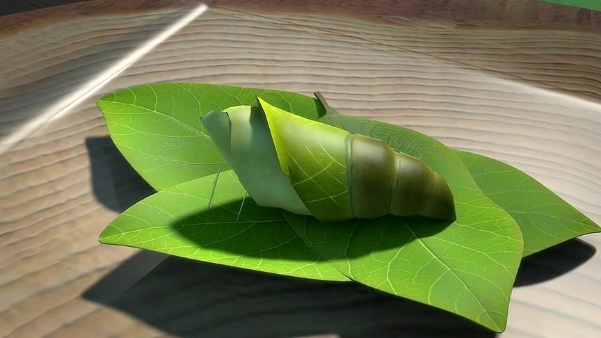 毛毛虫破茧成蝶的全过程,不懂的你赶紧观看吧