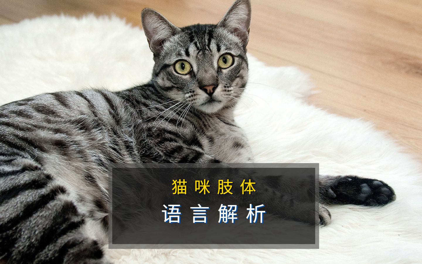 猫咪的多种肢体语言解读