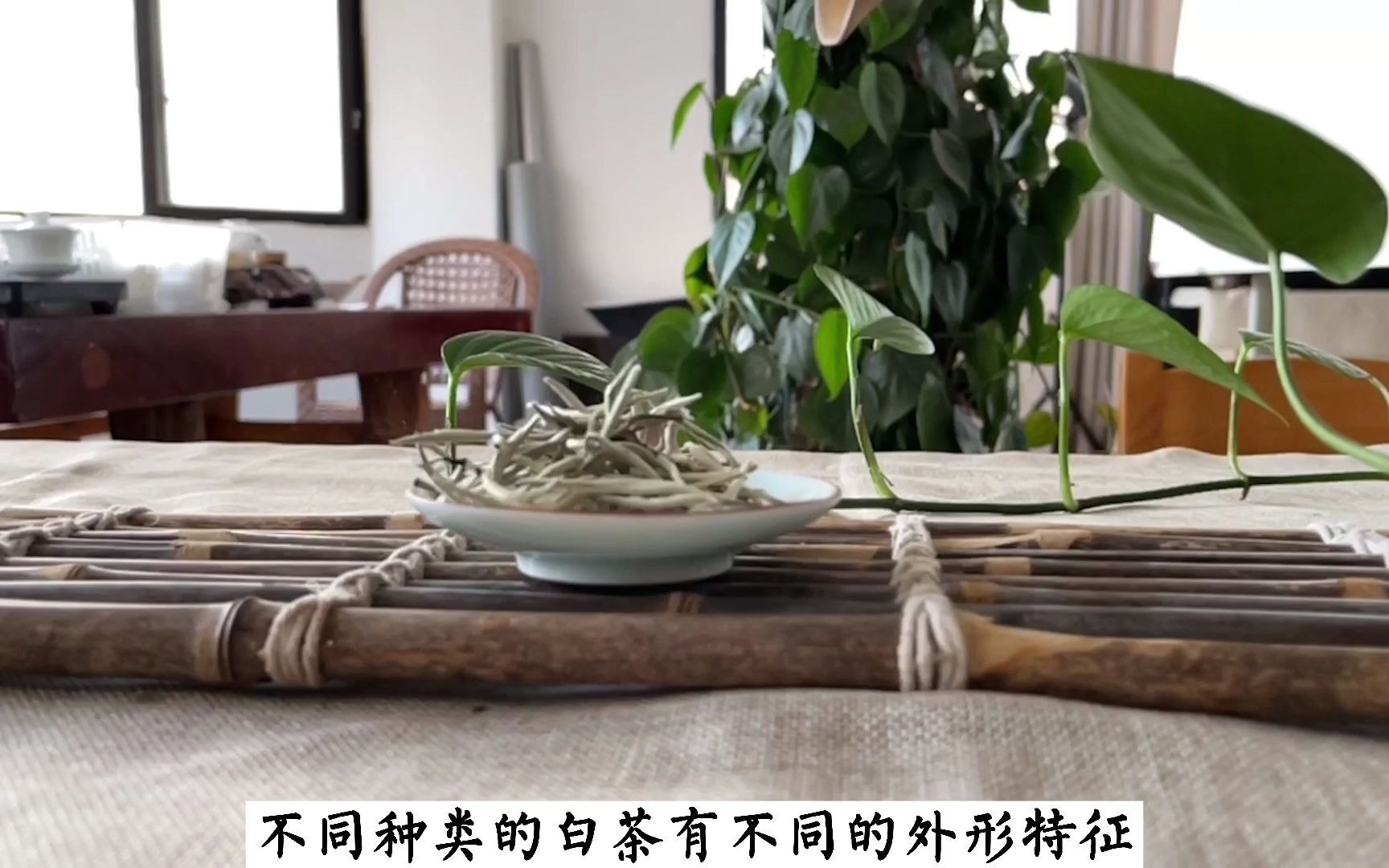 白茶知识介绍:何为白茶,白茶有哪些种类?