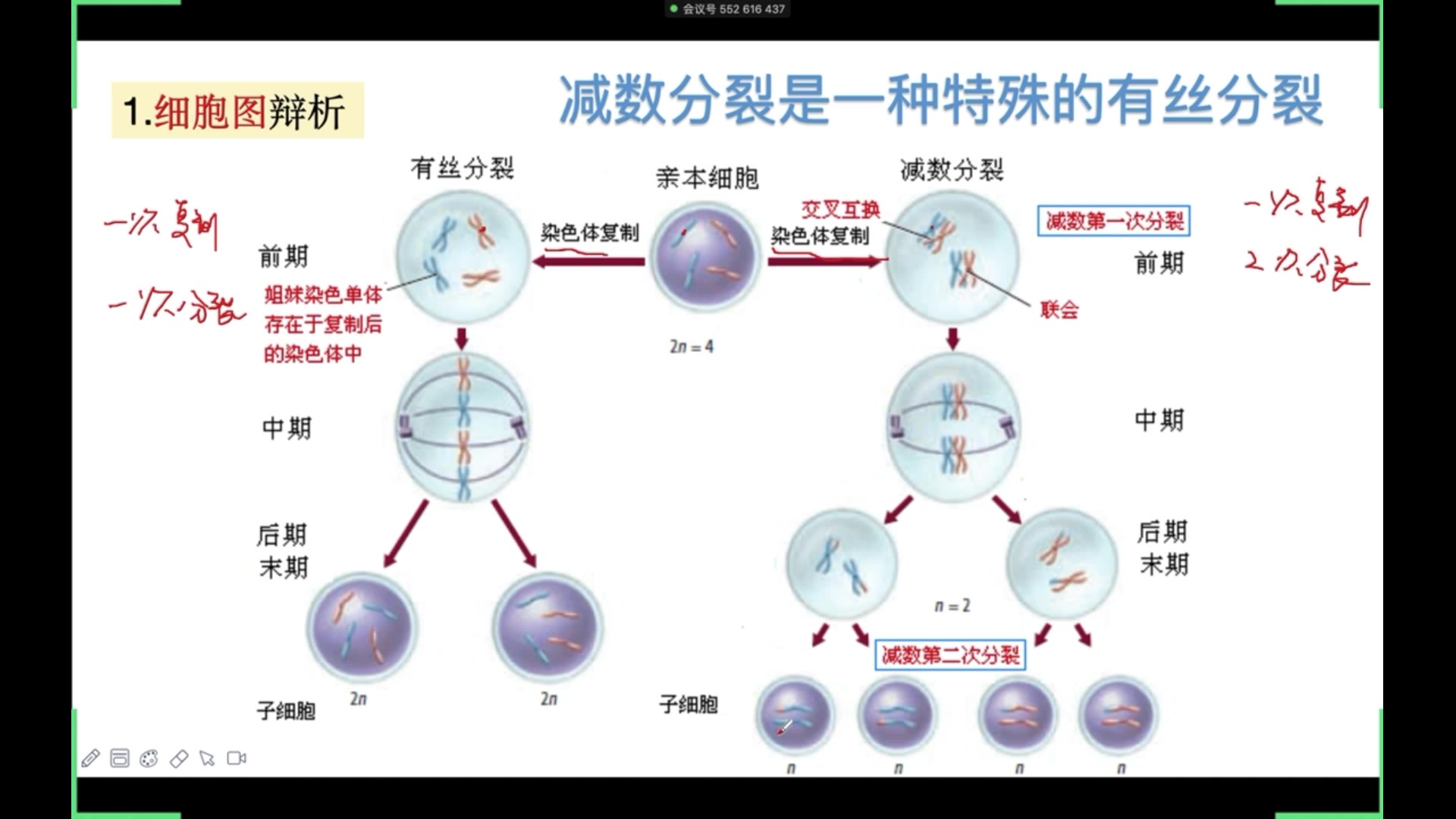 减数分裂与受精作用复习课