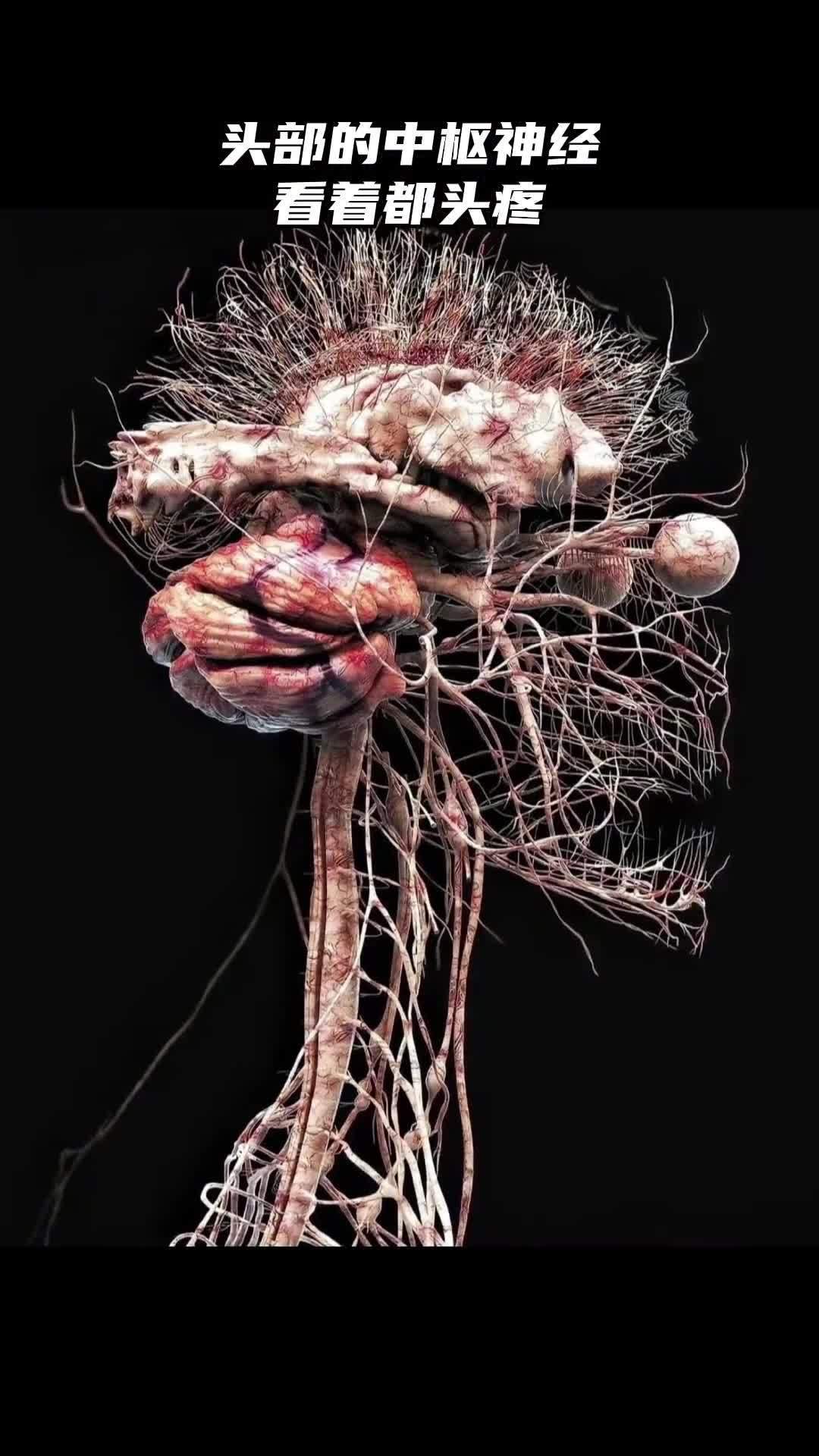 头部的中枢神经你平时在哪个区域头疼