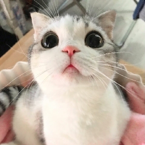 笔直笔直的杨树苗 