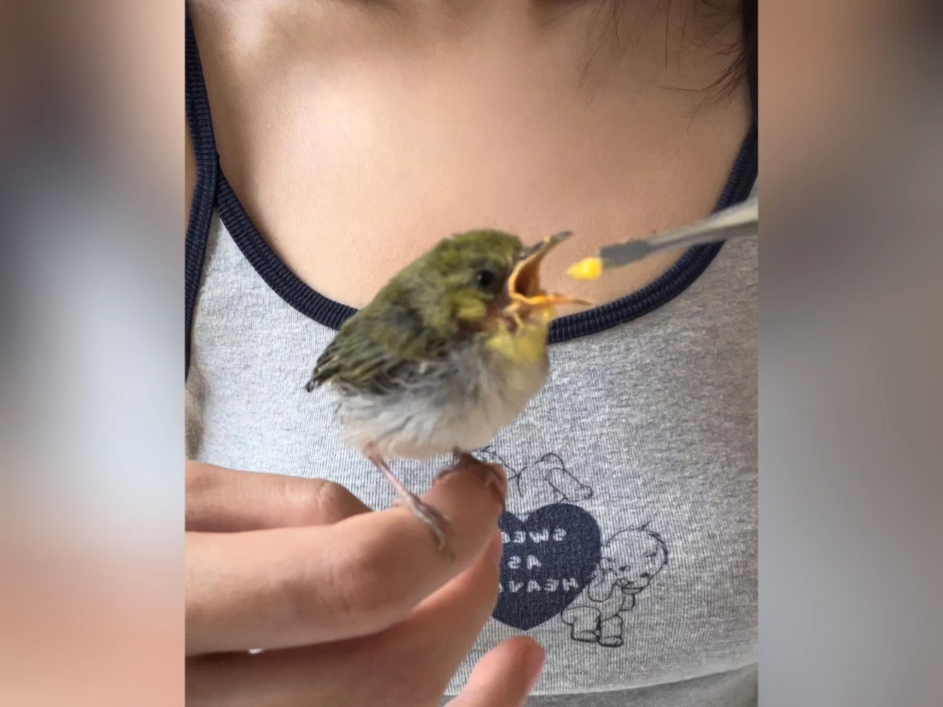 邻居家砍树掉下来一窝小鸟,男子觉得它们很可怜,于是全部带回家人工...