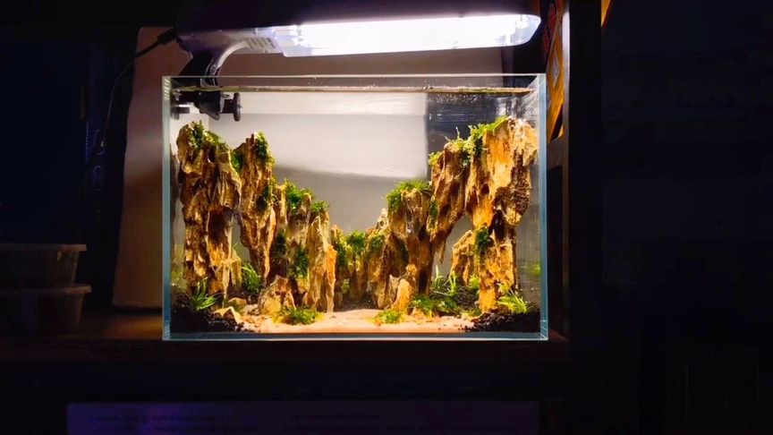 30.18.20迷你缸水族造景