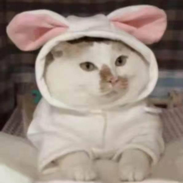 快乐小猪猪o 