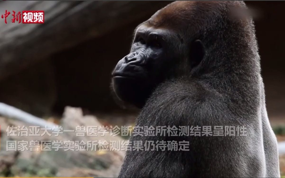 ...美国亚特兰大动物园多只西非低地大猩猩新冠病毒检测结果呈阳性。