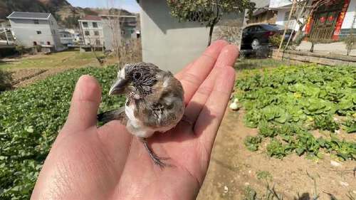 亲手养大的小鸟如无人机编队,环绕飞行太震撼!