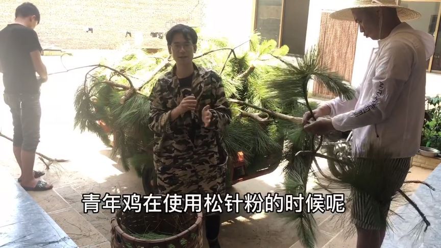 松针在养鸡中起了大作用,今天上山弄一车回来,看看我们怎么使用