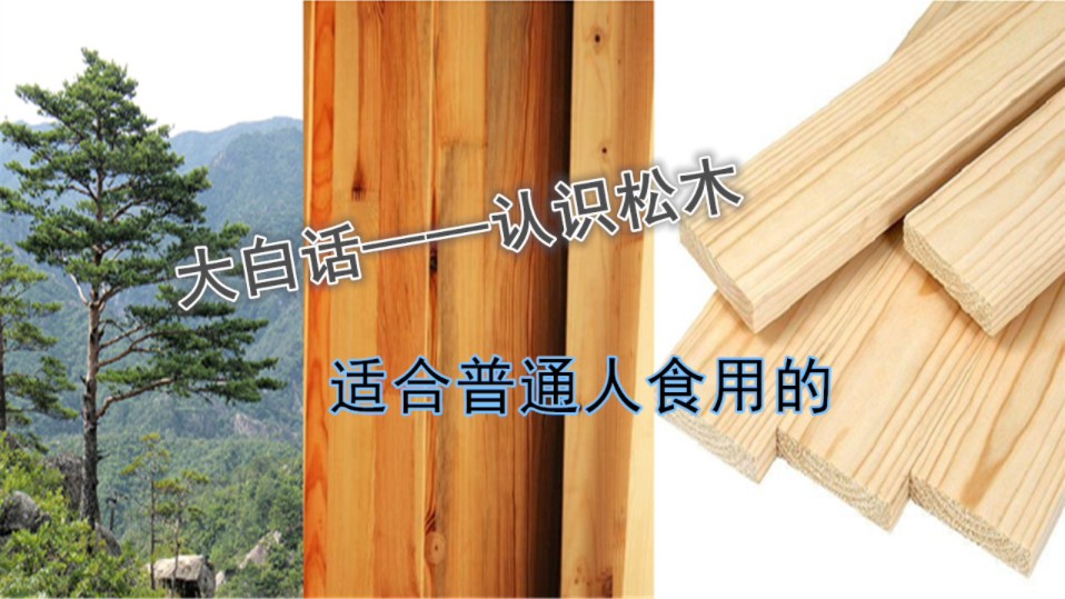 家具用材大公开#认识松木,松木是最差的实木吗?