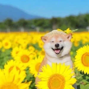 小研日记 