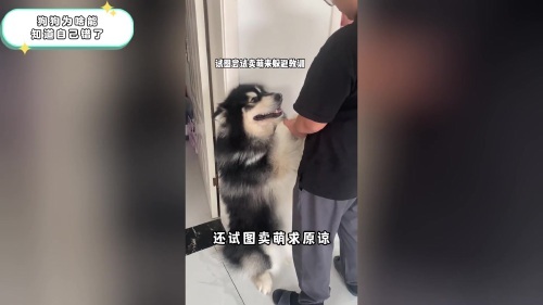 狗狗搞笑认错,下次还犯,笑到肚子疼!