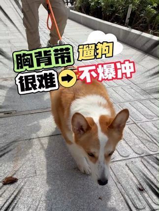 ...用胸背带遛狗很难不爆冲 #遛狗 #狗绳 #P绳 #狗狗 正确使用狗狗牵引...