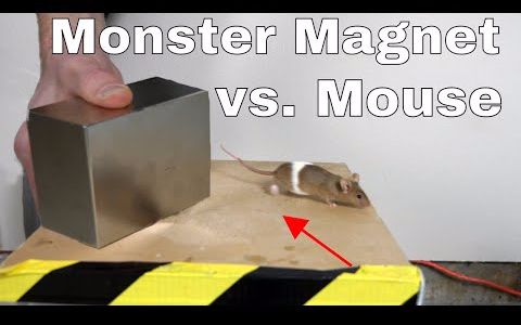 【实验】超强钕磁铁会对老鼠产生怎样的吸引?(中字剪辑)@Wayne字幕...