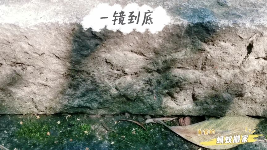 一镜到底!ߎ�带你看真实记录的蚂蚁搬家,倾巢而出,蚁多力量大