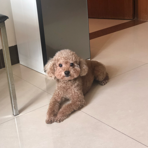 白菜中的战斗菜 