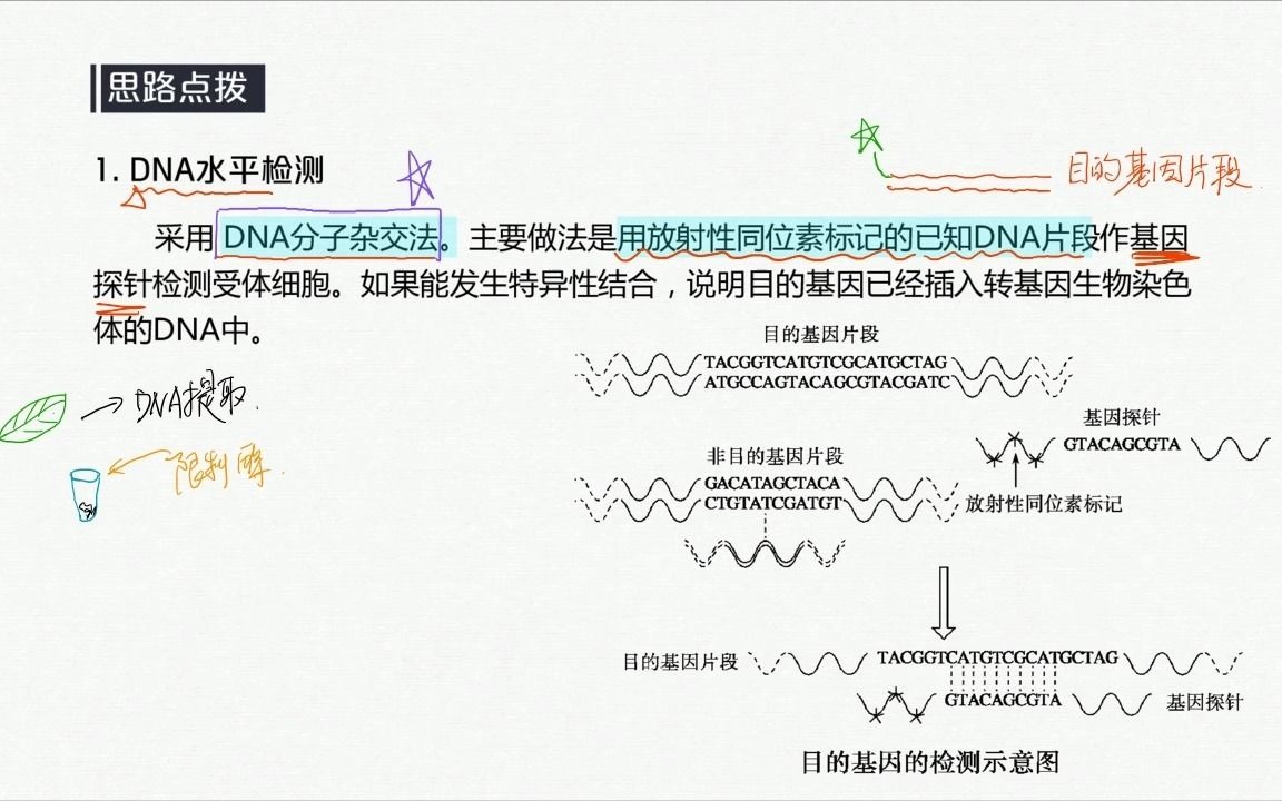 目的基因的检测和鉴定