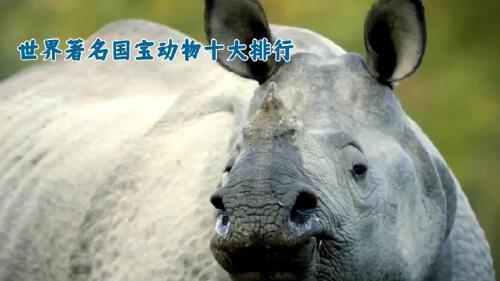 世界著名国宝动物十大排行