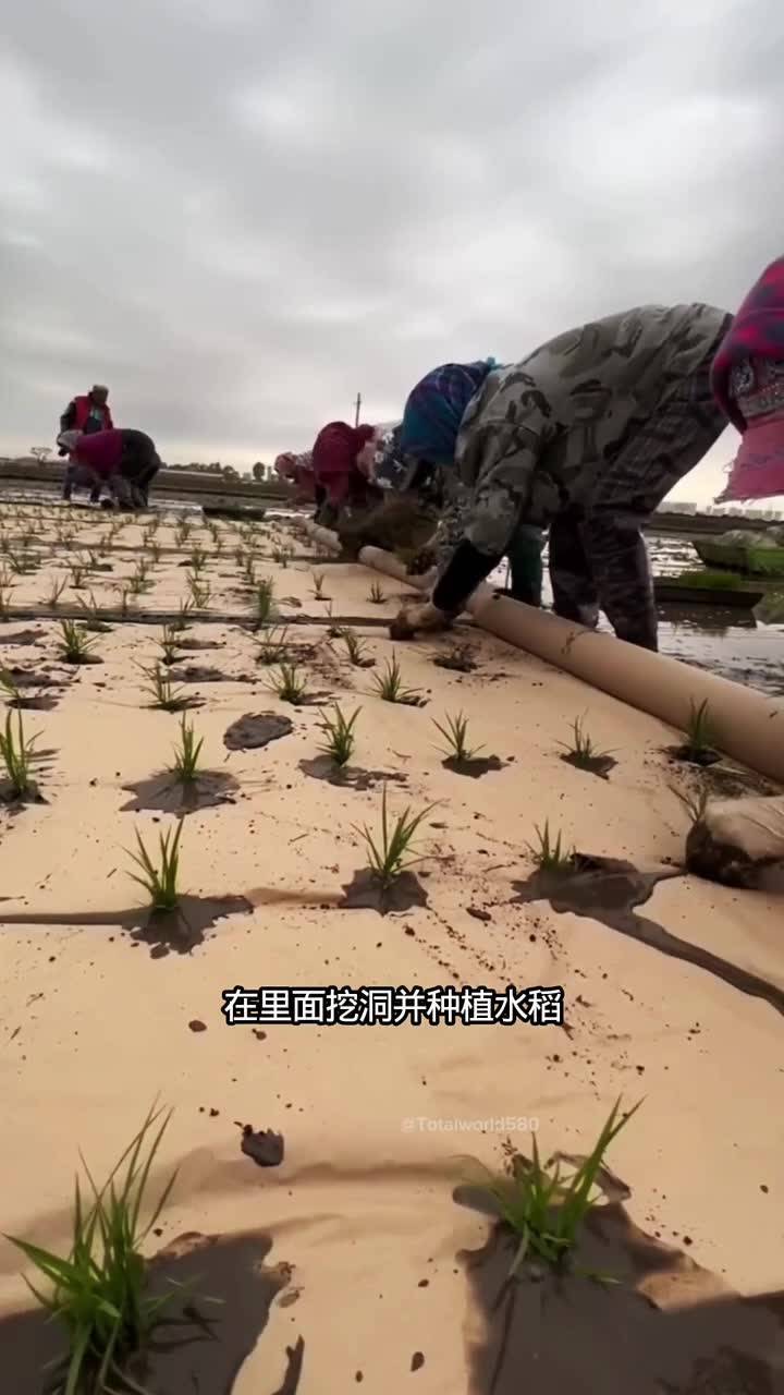 见过这样的种水稻方式吗?