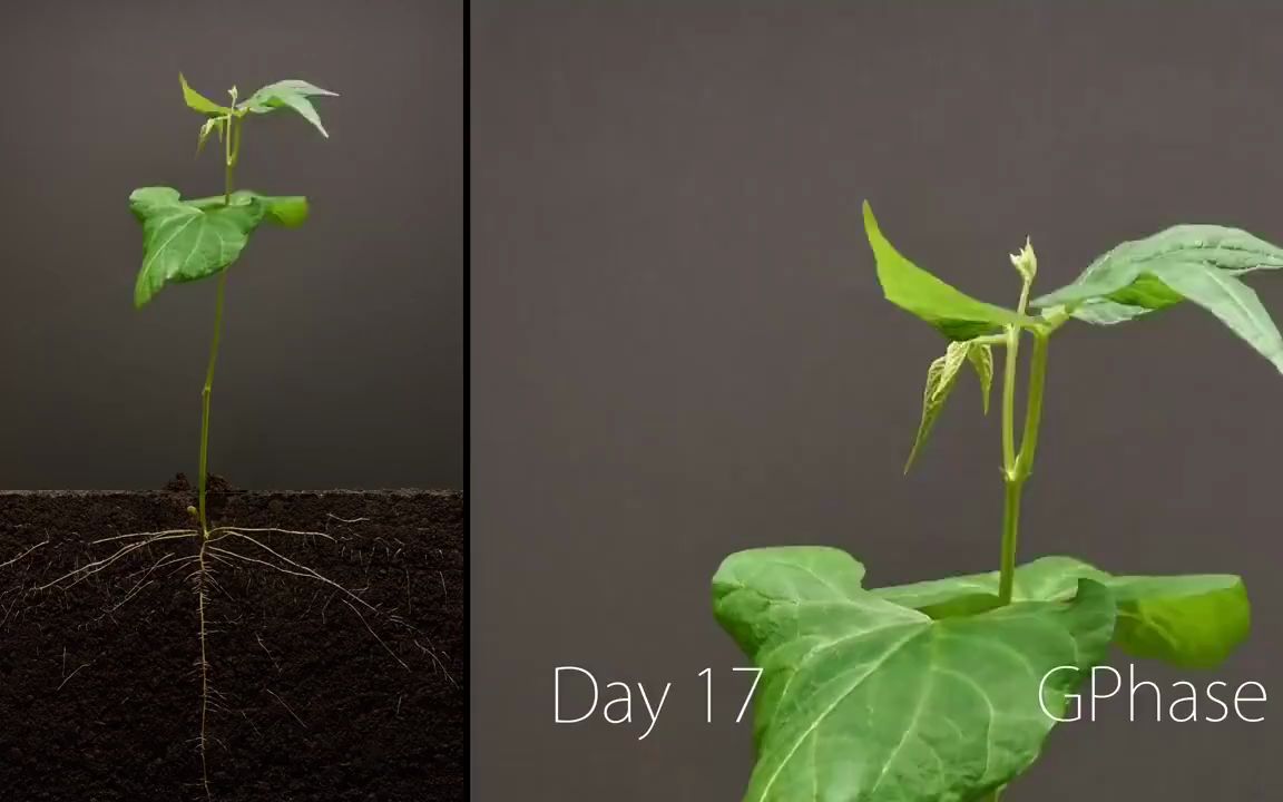 延时摄影下植物种子萌芽、生长的过程，生命诞生成长真的太奇妙了，似乎能治愈一切