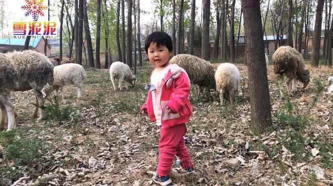两岁宝宝学羊叫,绵羊叫一声,她跟着学一声,这声音笑翻了妈妈!