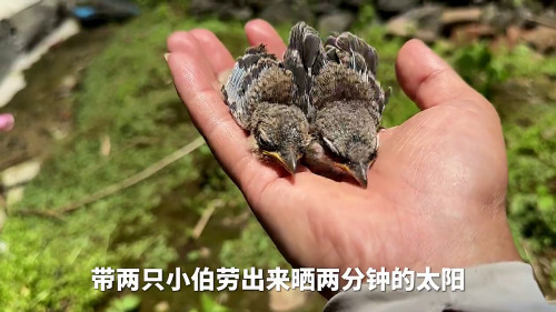 大片树木被砍伐,搜寻几天发现两只存活的小鸟