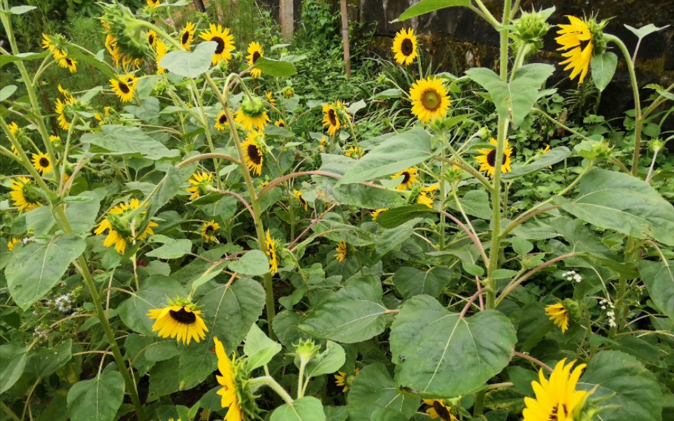 历时两个月,向日葵开花啦!(种在农村的坝子里,中间几乎没有机会回去,...