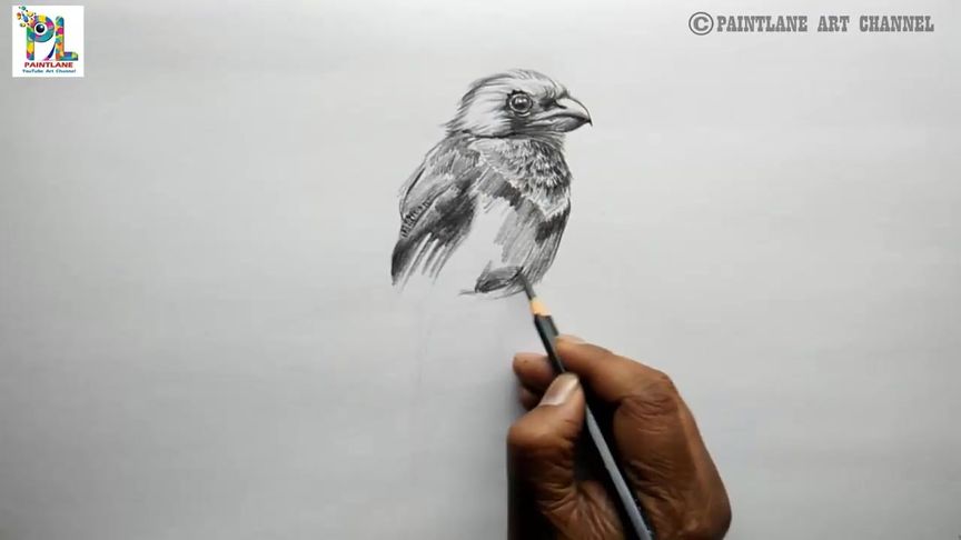 牛人示范鸟的画法,简单快速!喜欢的可以收藏学习了!