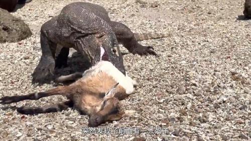 巨蜥撕吃山羊,镜头记录吞咽全过程,进食如同行刑