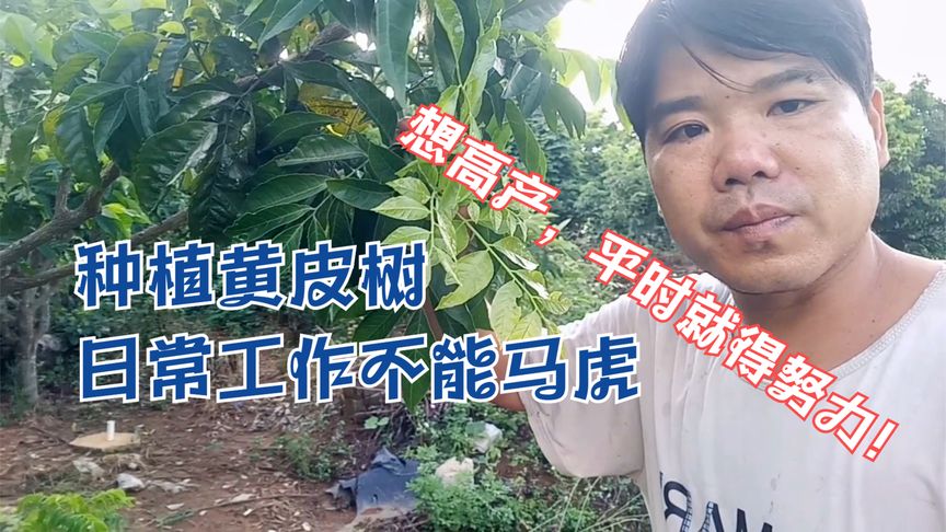 鸡心黄皮容易种植管理吗?看看当地果农日常做些什么工作!