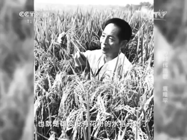 ...片《为时代而歌:袁隆平》40分钟了解杂交水稻之父袁隆平传奇的一生!