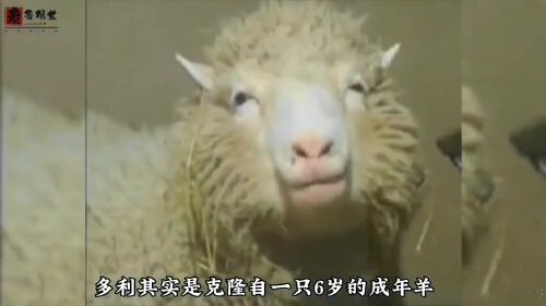 克隆羊多莉悲催的一生!科学真的要敬畏生命!