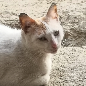 大橘为重jumao 