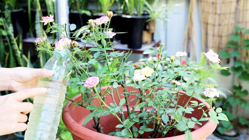 正确给月季施肥第一步,学会用“氮磷钾肥”,花开越来越多