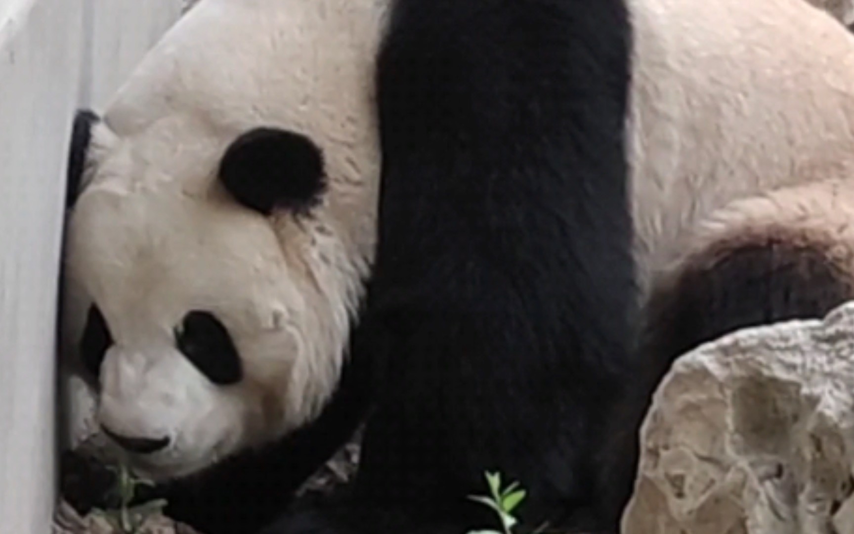 【大熊猫萌兰】么么儿刨坑实录这会能看清怎么刨的20220428