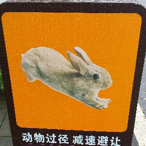 赤马免 