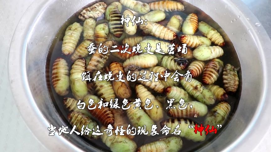 农村美食,蚕在蜕变成茧蛹的过程,人们叫它神仙
