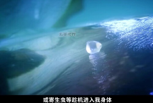 珍珠是怎么形成的怎么人工培育的
